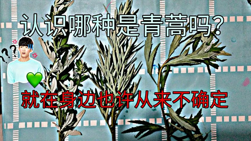 只知屠呦呦发明了青蒿素,却不知青蒿遍地有,小鱼2分钟带你辨别