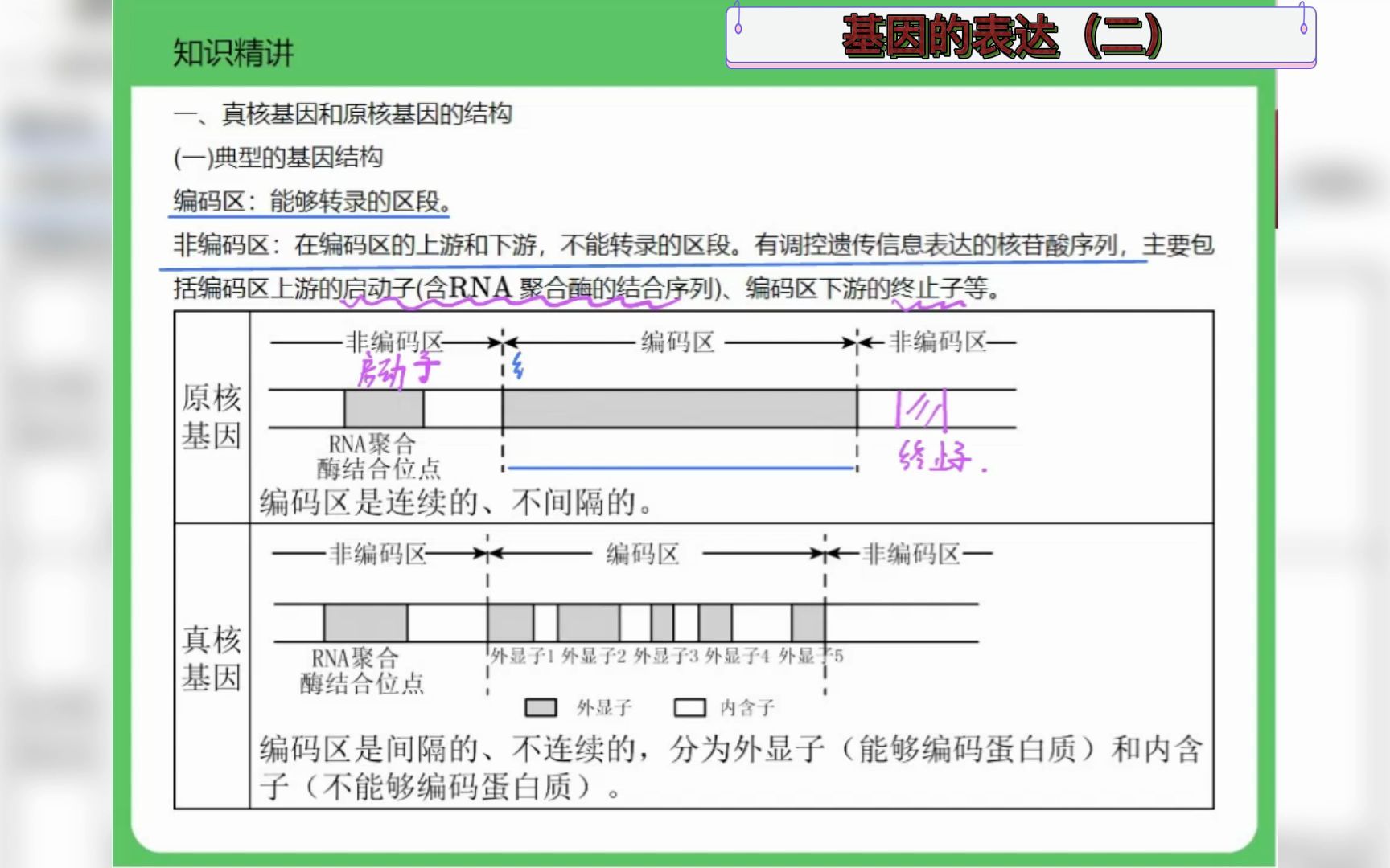 第12讲 基因的表达(二)
