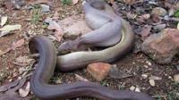 实拍: 马来西亚蟒蛇食人真实事件