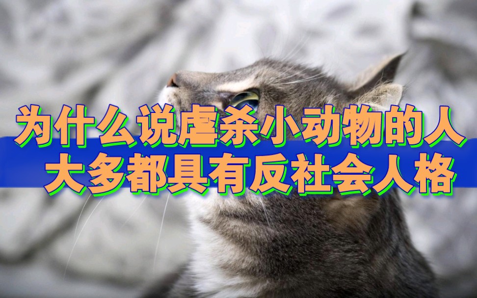 ...说虐杀小动物的人大多都具有反社会人格,这种行为会对社会产生什么...