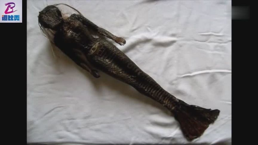 真正的美人鱼终于找到了,信不信由你,反正我是信了!