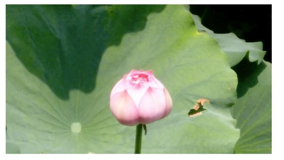 大明湖畔夏雨荷#济南济南#快来看一看