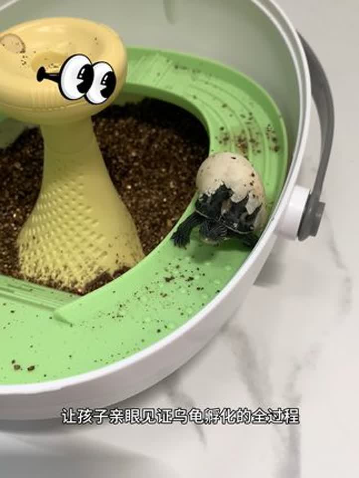 和孩子一起孵化小乌龟吧,培养孩子的责任心,感受自然的神奇!#乌龟...