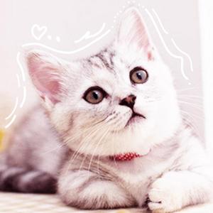 一只小可爱猫呀 