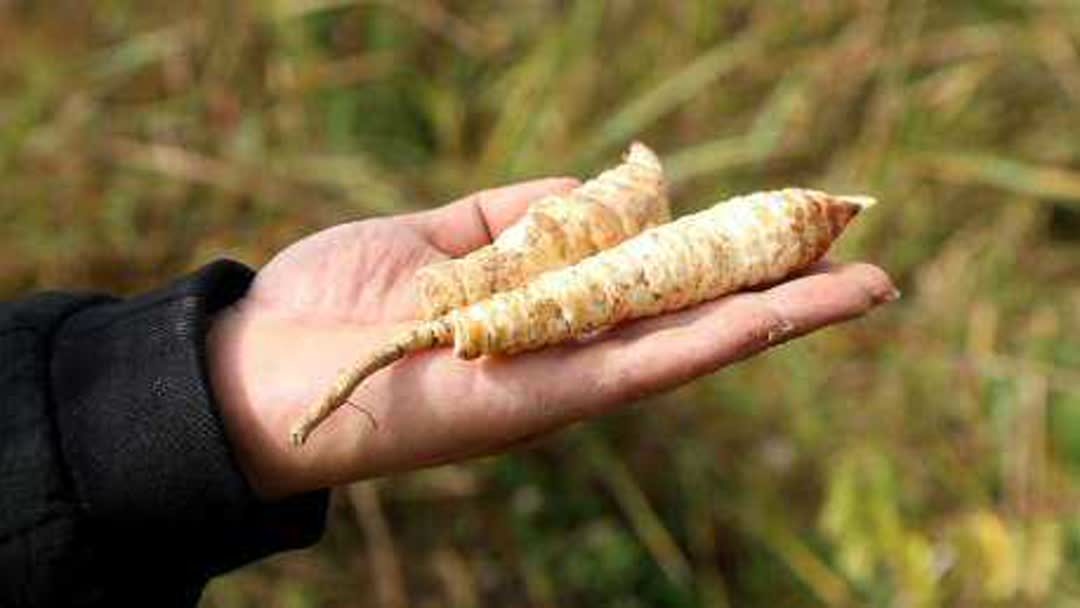 农村这种植物根部是个宝,人称虫草地参,价值特别的高