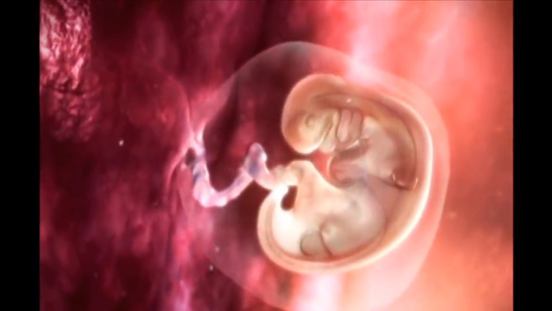 科普动画,很真实!从受精卵到婴儿的1到9周~