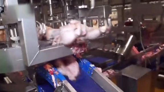 德国工业4.0全自动化杀鸡技术,产能高达6000只/小时!⑥