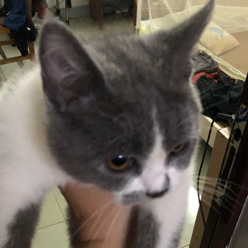 程序员与猫由 