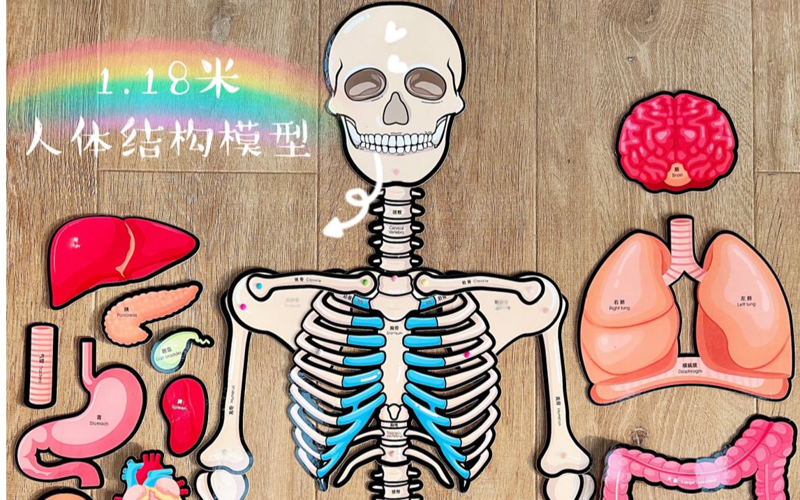 “我的身体”人体结构模型 组装步骤