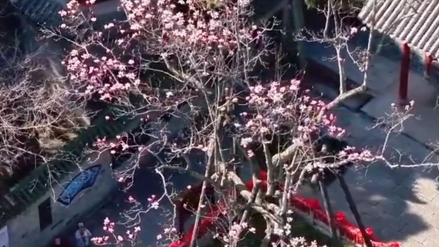 见者好运!唯一一株400岁古旱莲盛放