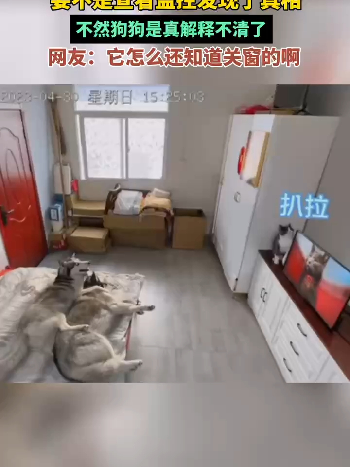 要不是查看监控发现了真相,不然狗狗是真解释不清了