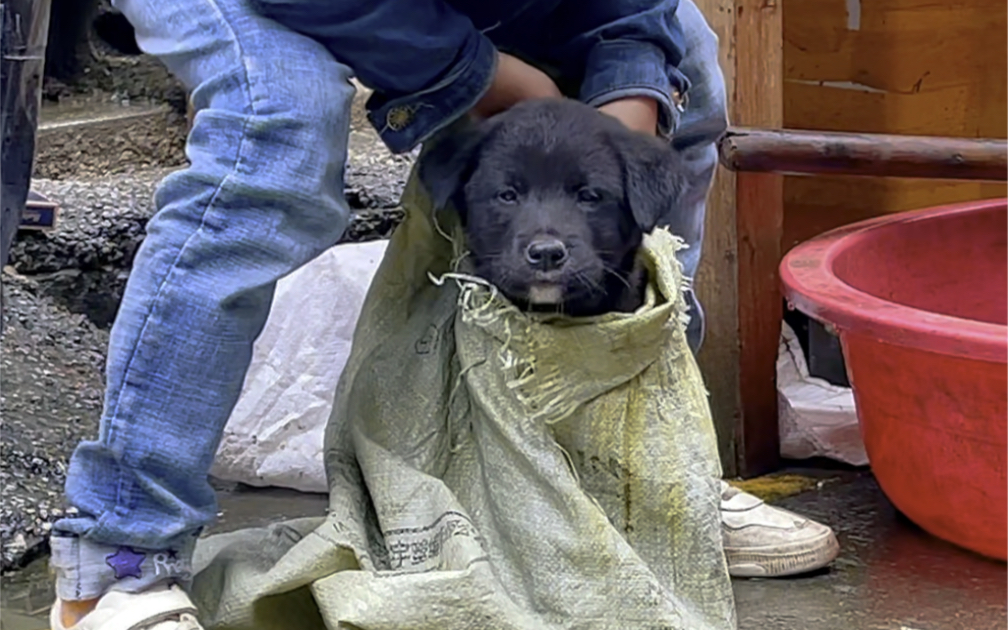 狗狗的命运受随机选择的影响,充满了不确定性,希望所有的人类都可以...