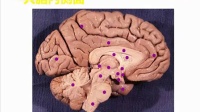 认识你的大脑微视频