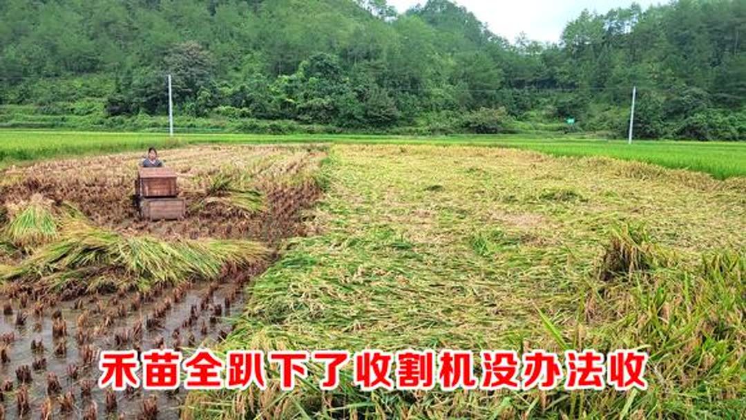 稻穗很饱满,还未来得及收稻谷就发芽了,整片趴下是什么原因?