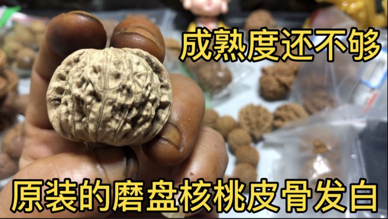 李主任刚从树上摘的磨盘核桃,皮骨发白成熟度还不够呢