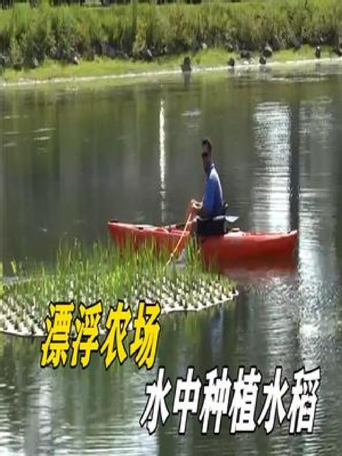 漂浮农场是什么?让水稻漂在水中成长,这是什么原理?