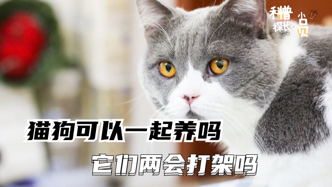 猫狗可以一起养吗?它们两会打架吗!你应该怎么选