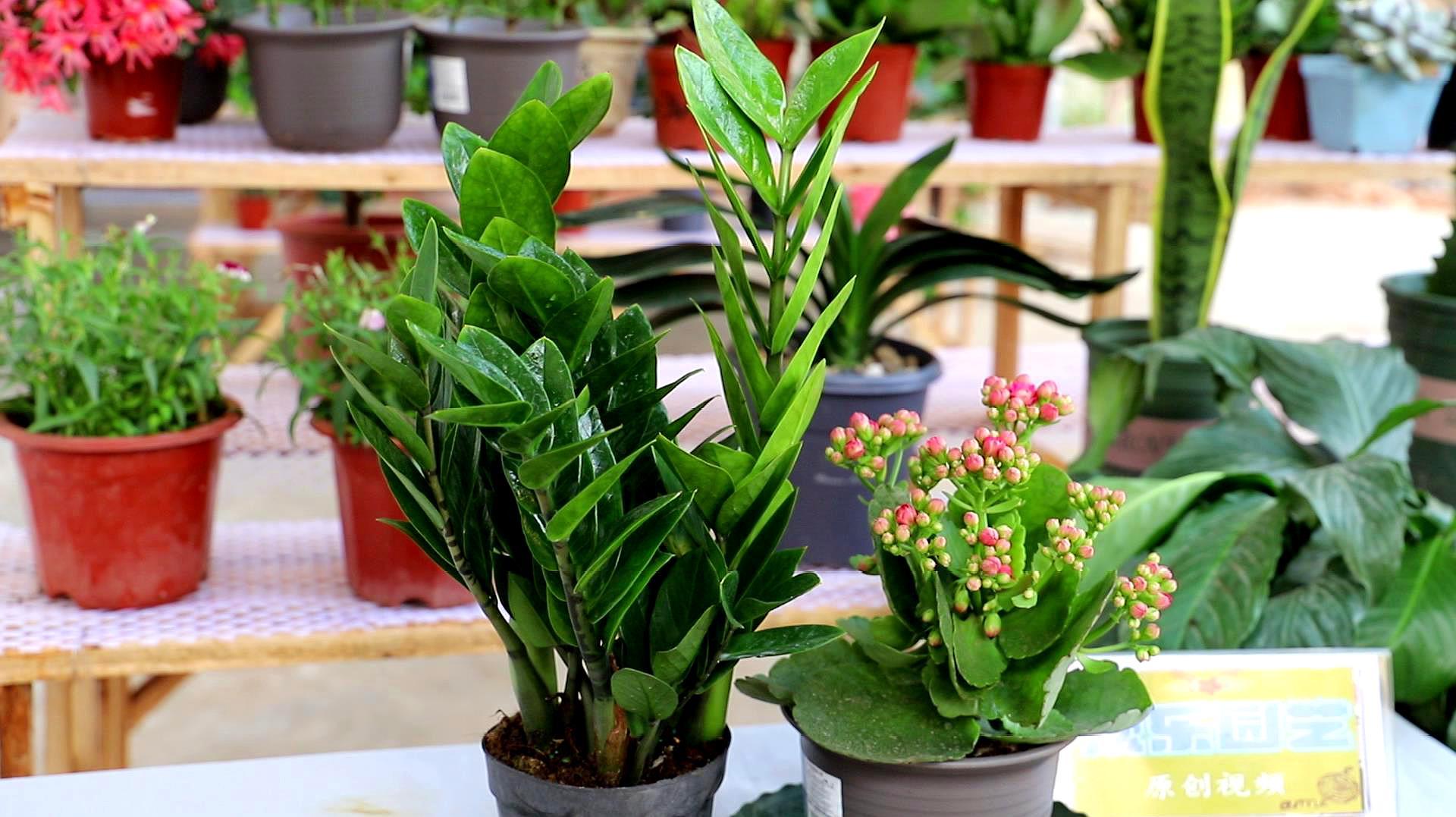 用1种“神奇”的“小药片”,兑水浇花,叶片绿油油,养...