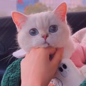 猪猪惠游戏解说 