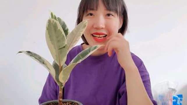 橡皮树怎么养?原来你们的方法都错了,难怪养不好!