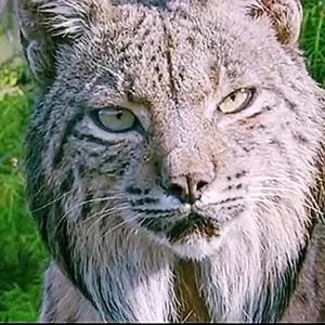 丛林秘境之眼工程员 