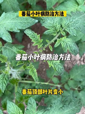 番茄小叶病防治方法#农业种植 #现代农业 #