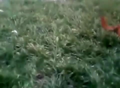 藏獒打架视频 斗狗打架 藏獒pk超大狼狗险被咬死 藏獒狼