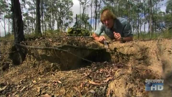 穿着迷彩服的死亡蝮蛇,这伪装的比士兵好多了吧