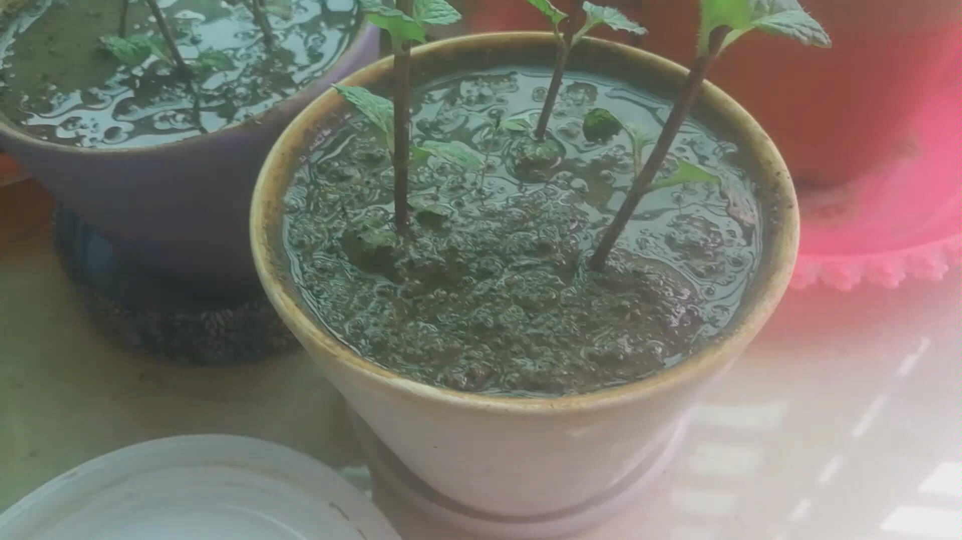 快乐汐梦记录植物生长过程