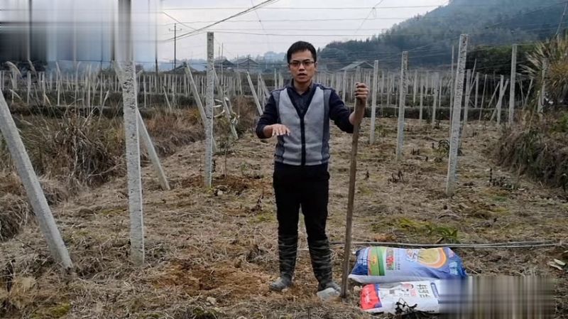 布福娜种植缺陷,植移栽技术