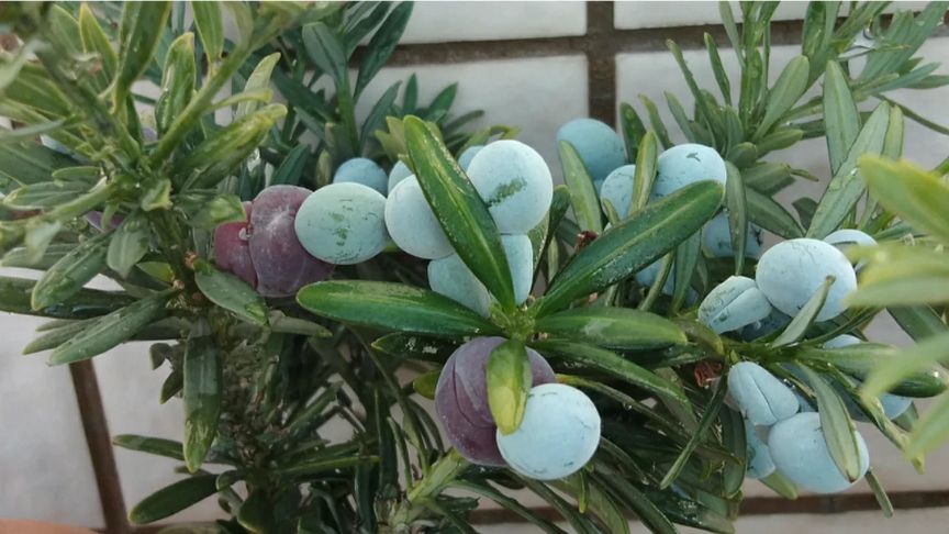 现在是珍珠罗汉松果实成熟的季节,长的果子粒粒像珍珠,太美了!