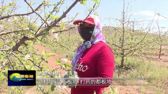 好消息!郭城镇当道村实行苹果田间管理新模式