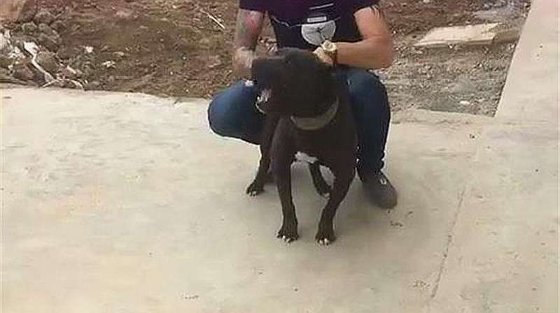 比特犬真是天生的打架能手,瞧这一脸凶狠,一会肯定有精彩的表演