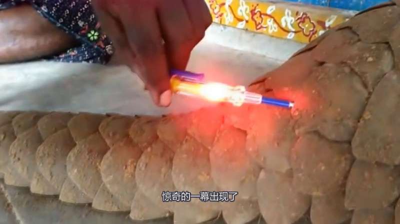 小哥无意被穿山甲电了一下,买来电笔测试,结果让人百思不得其解