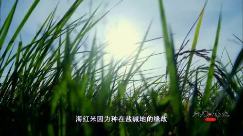 海水稻经过改良,竟然有芋头香气,口感香滑,农民才愿意种植!