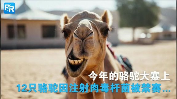 连骆驼都有选美比赛,而且整容的还被禁赛,你见过吗?