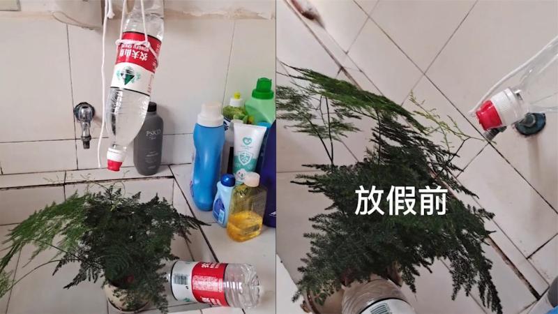 女生假前自制神器自动浇水,2月后返校一瞅看傻眼,网友一语道破