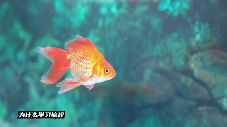 学习编程到底有什么好处