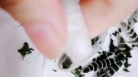 我的蚕离家出走了,发现的时候变成了一个蚕茧