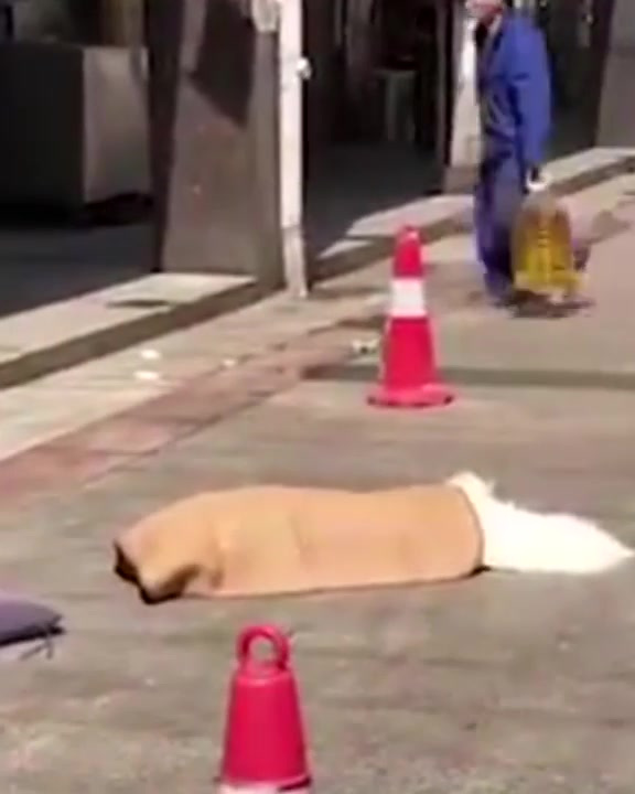 长沙一萨摩莫名坠楼死亡,究竟是“自杀”还是“他杀”