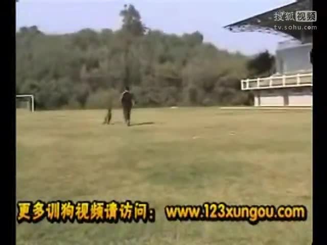 训犬方法 如何训练狗狗上狗厕所