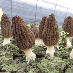 羊肚菌种植栽培技术 