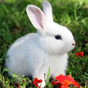 无敌的糯米团子 