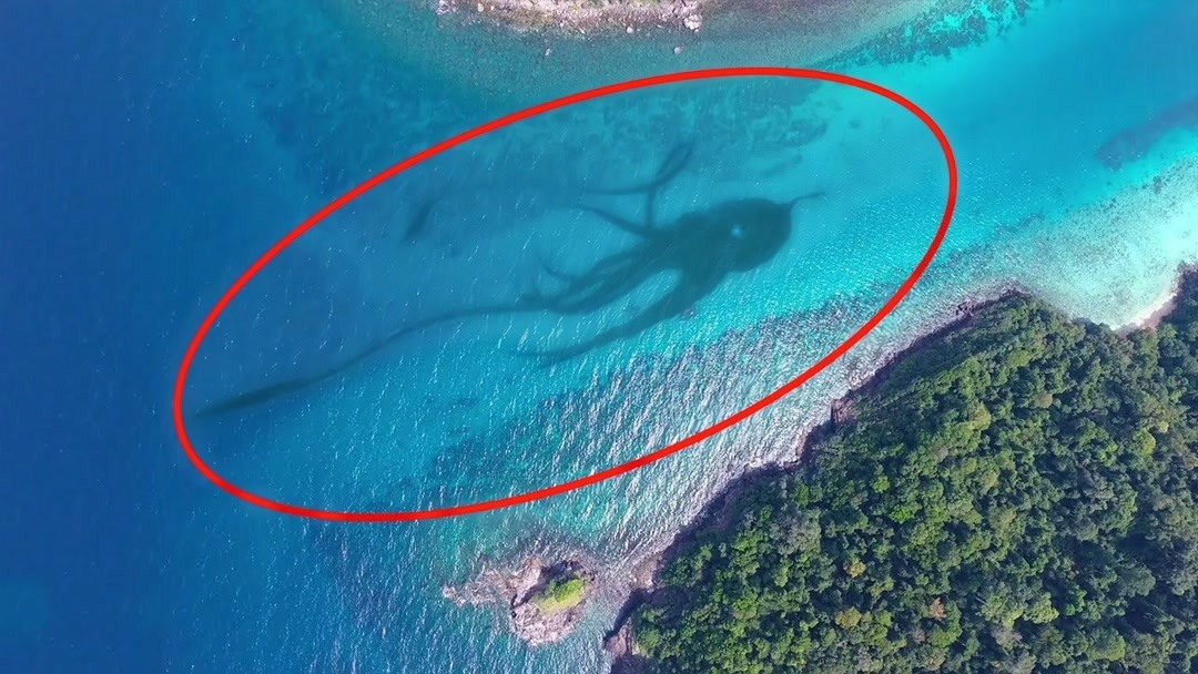 5个被卫星抓拍到的神秘生物!