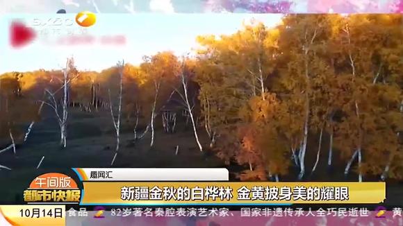 美得耀眼!新疆白桦林色彩斑斓,独具一格的美景宛若一幅秋日画卷