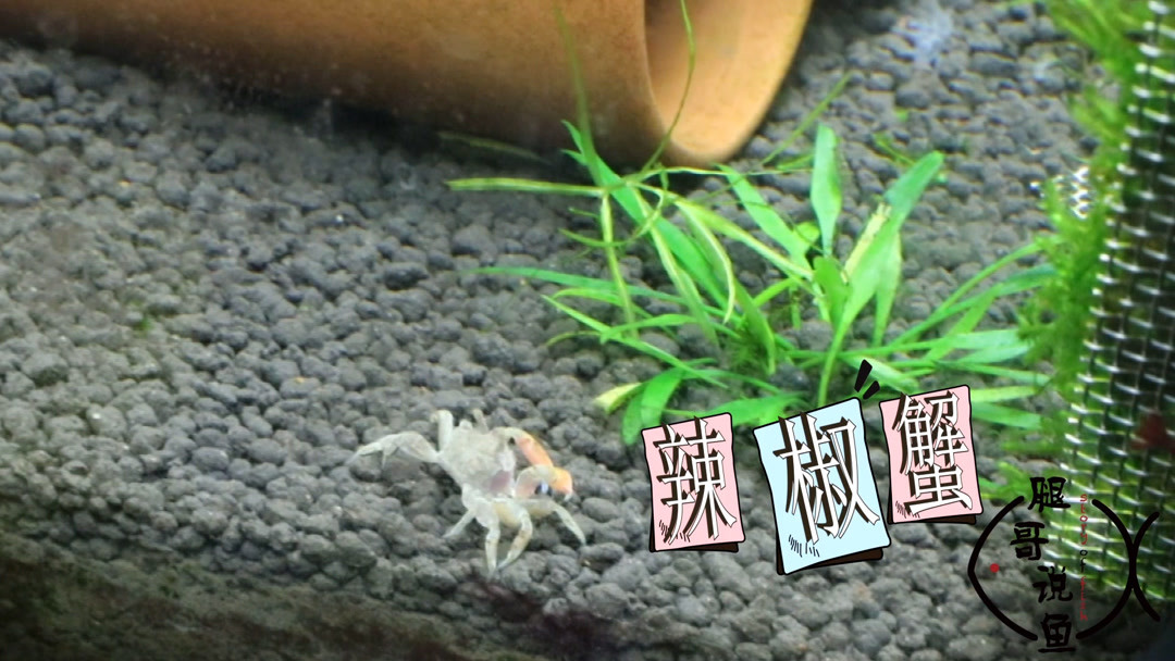 迷你小螃蟹——辣椒蟹很难养活?看腿哥教你一招轻松享受养蟹乐趣