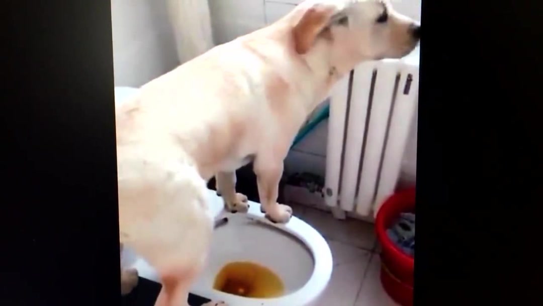 这狗狗要成精了,上厕所都知道用马桶了