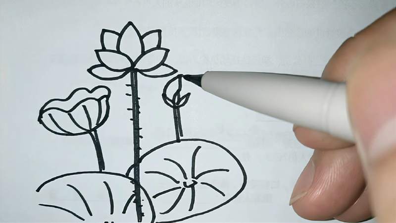 20220714荷花简笔画