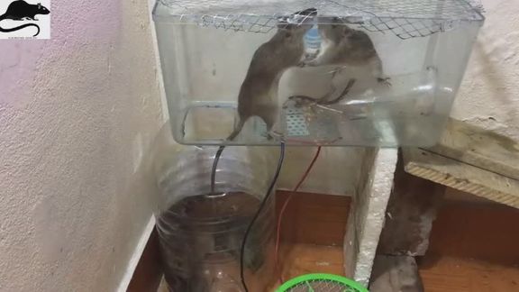 这带电捕鼠神器真好用,成全了二只老鼠,抱着跳舞!好看