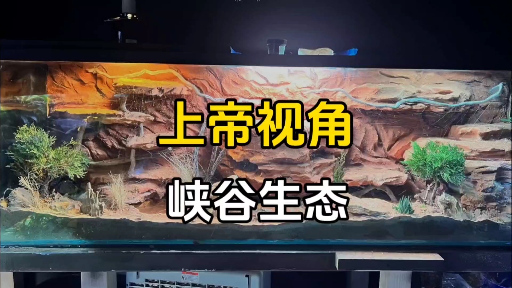 上帝模拟器之峡谷生态 #收米挑战